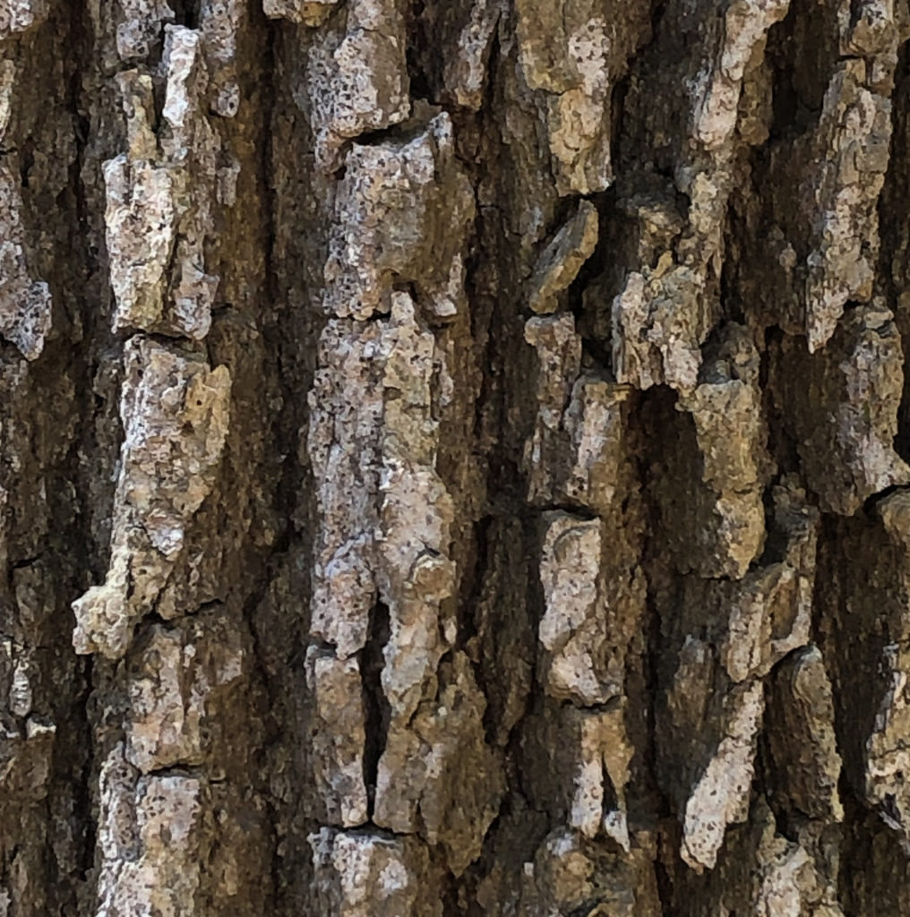 North Carolina Forests | N.C. Tree Farm Program, Inc.