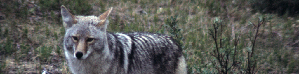 coyote banner 1566041-LGPT (1) | N.C. Tree Farm Program, Inc.