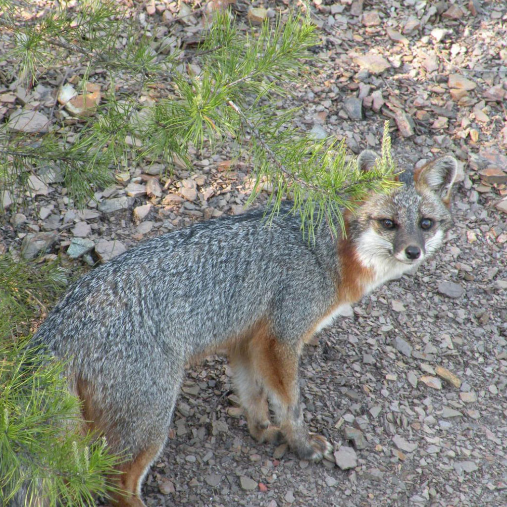 Mammals A-M | N.C. Tree Farm Program, Inc.