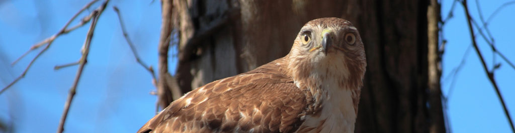red-tailed hawk banner | N.C. Tree Farm Program, Inc.