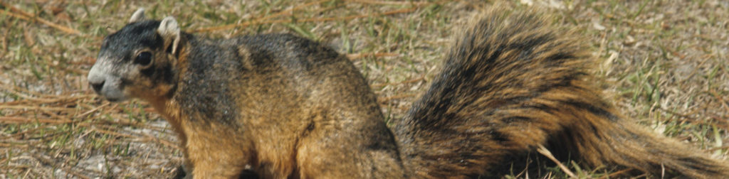 squirrel banner | N.C. Tree Farm Program, Inc.