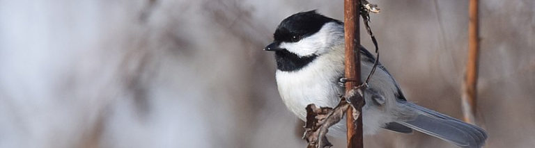 Carolina Chickadee banner | N.C. Tree Farm Program, Inc.