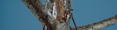 Pitch Canker banner | N.C. Tree Farm Program, Inc.