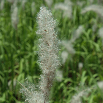 Non-native Invasive Plants - N.C. Tree Farm Program, Inc.