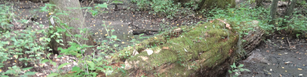 downed log banner | N.C. Tree Farm Program, Inc.