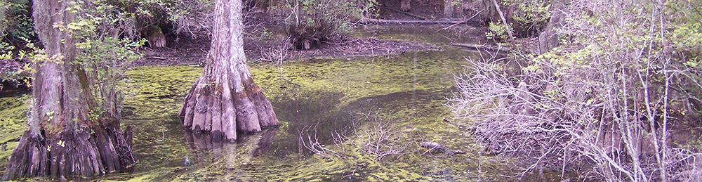 Cypress_Swamps_(6070660458) Virginia State Parks staff, CC BY 2.0 ...