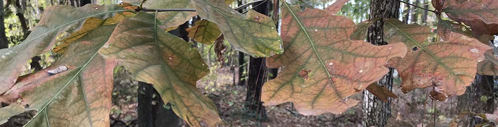 fall leaves 3 | N.C. Tree Farm Program, Inc.