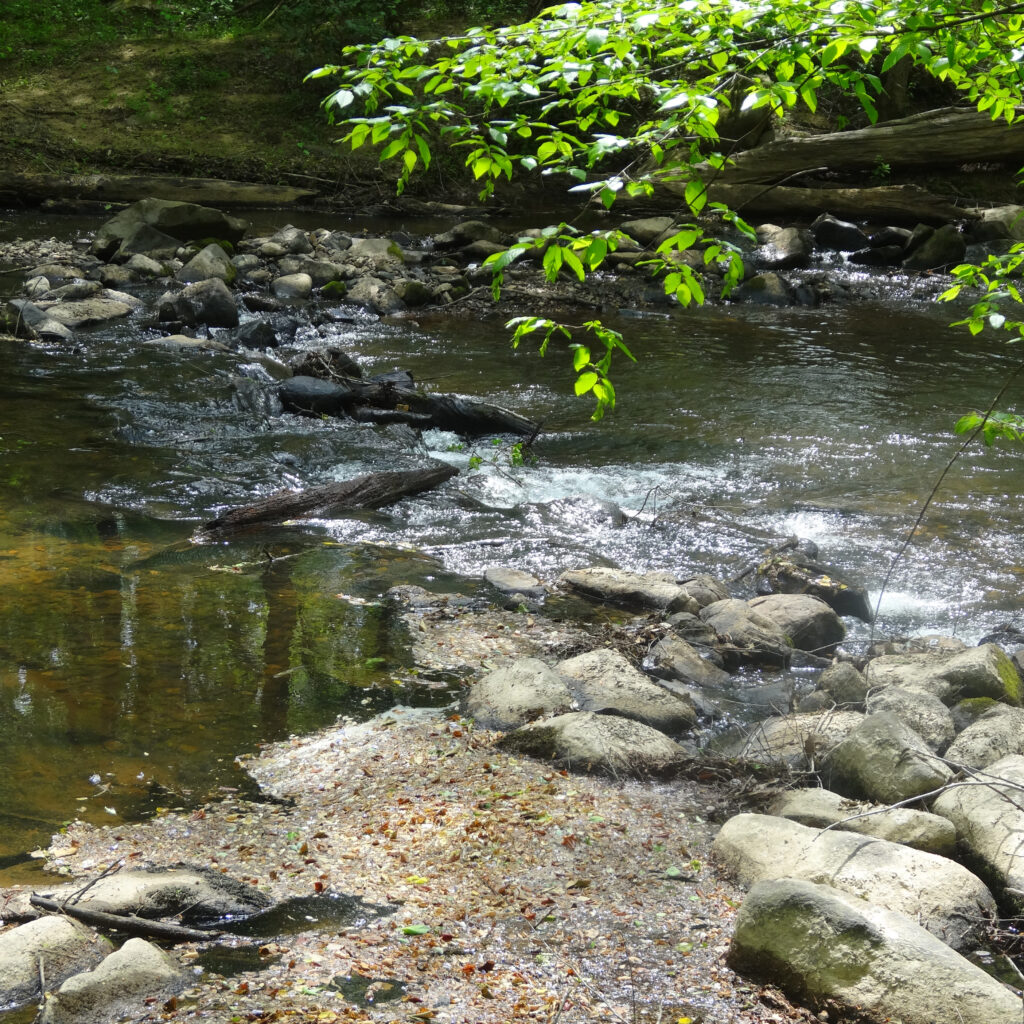 N.C. Forest Types | N.C. Tree Farm Program, Inc.